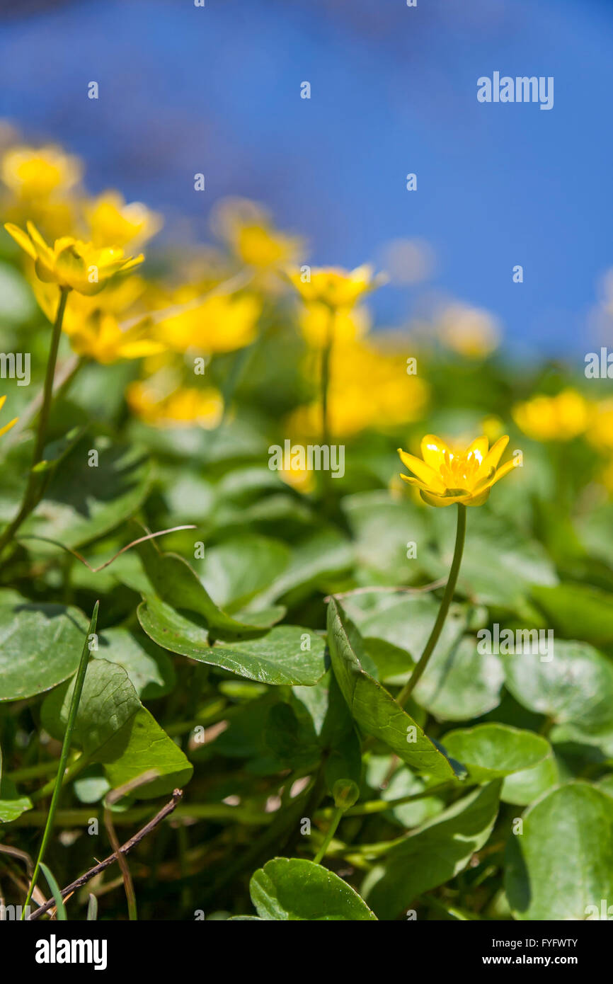 Yellow spring wildflowers hi-res stock photography and images - Alamy