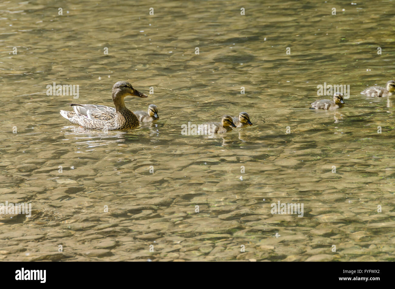 ROQUEFAVOUR, CANE COLVERT ET CANETONS, AQUEDUC, BDR FRANCE 13 Stock ...