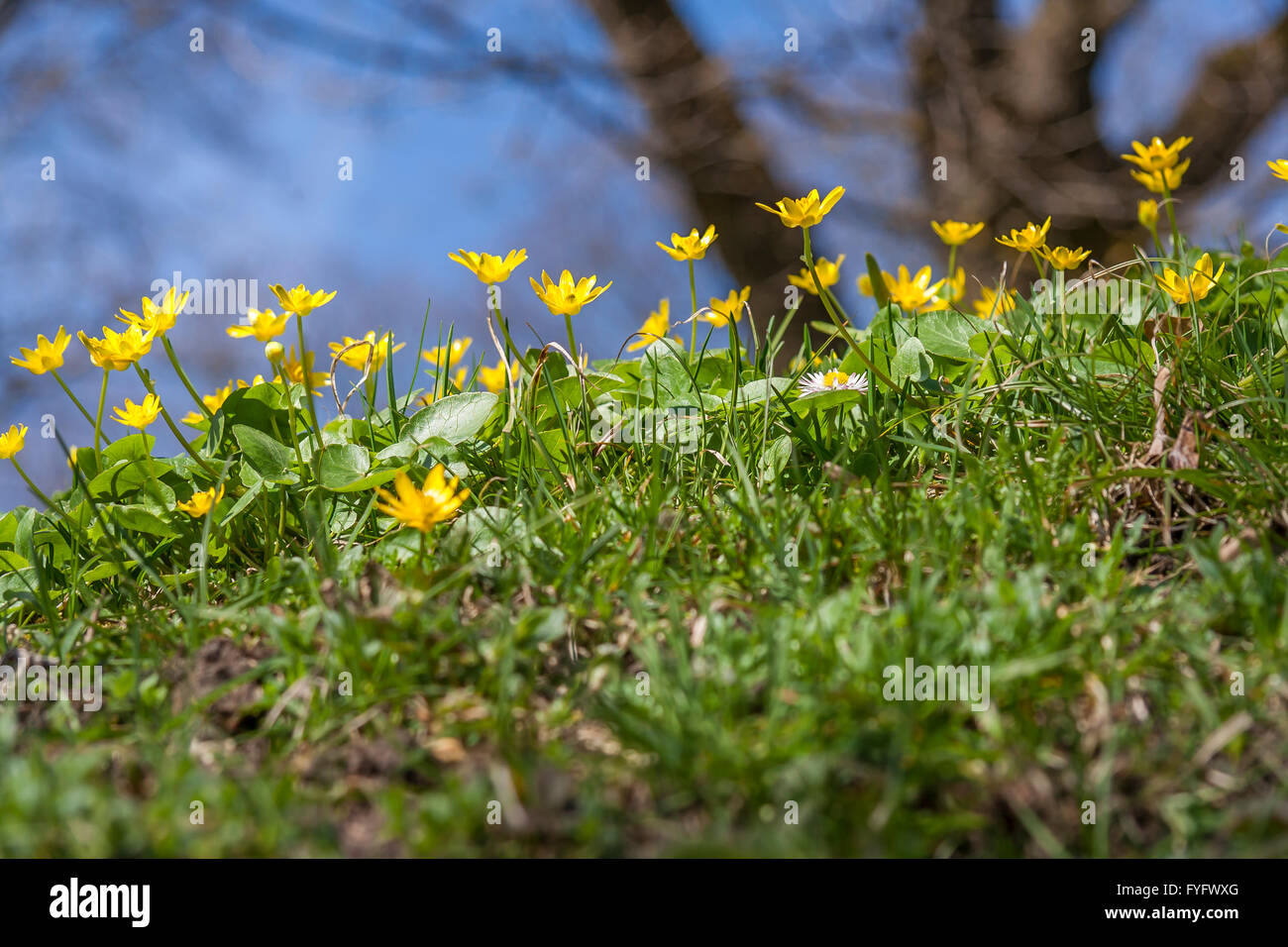 Time lapse flowers hi-res stock photography and images - Alamy