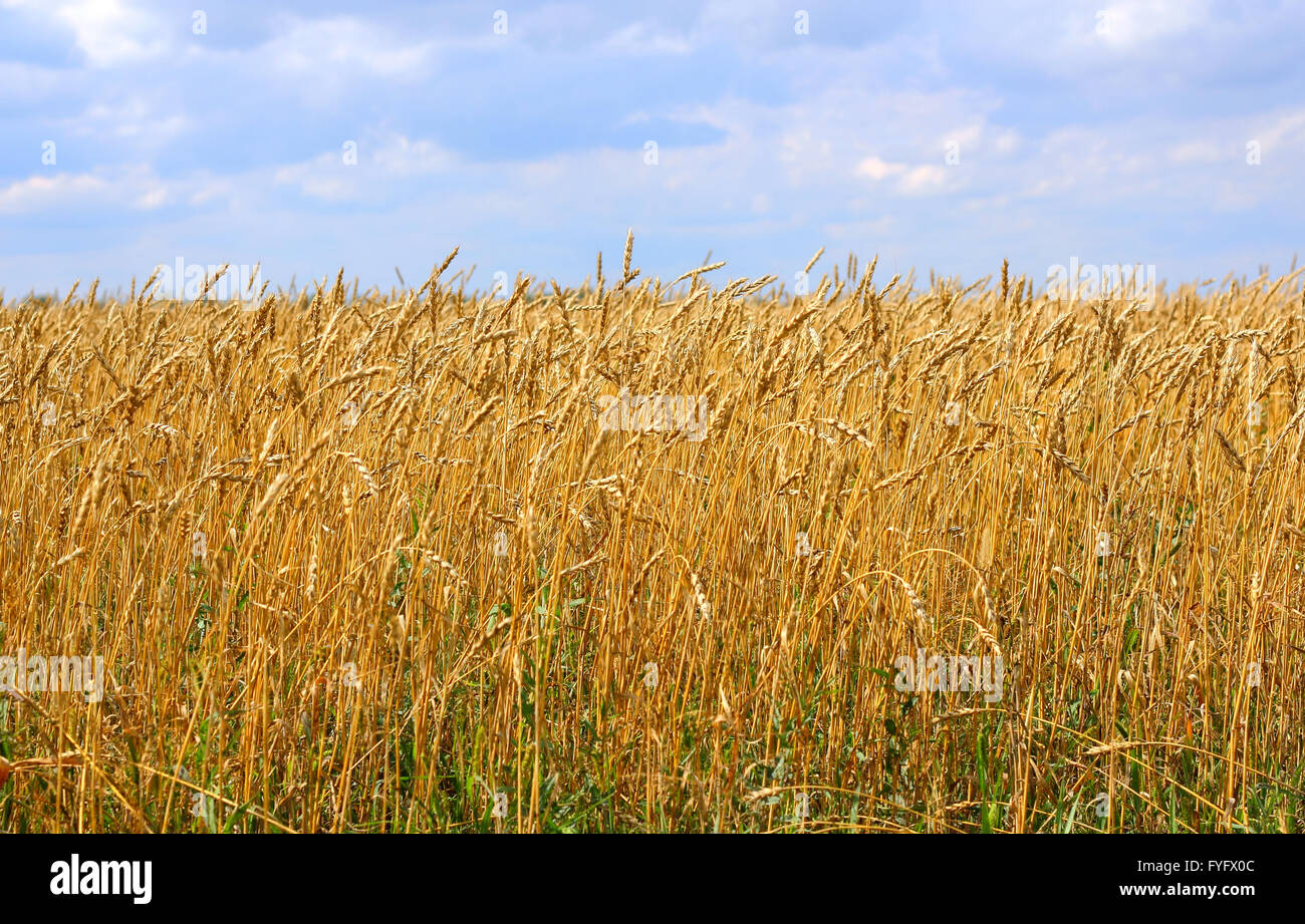 Yellow grain ready for harvest growing in a farm field Stock Photo - Alamy