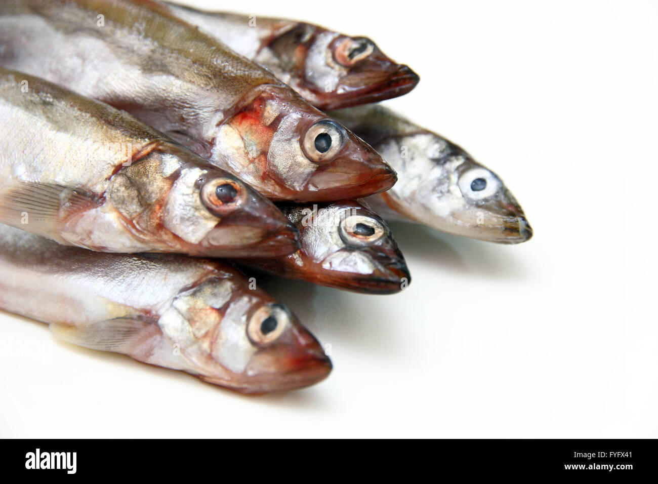 Capelin hi-res stock photography and images - Alamy