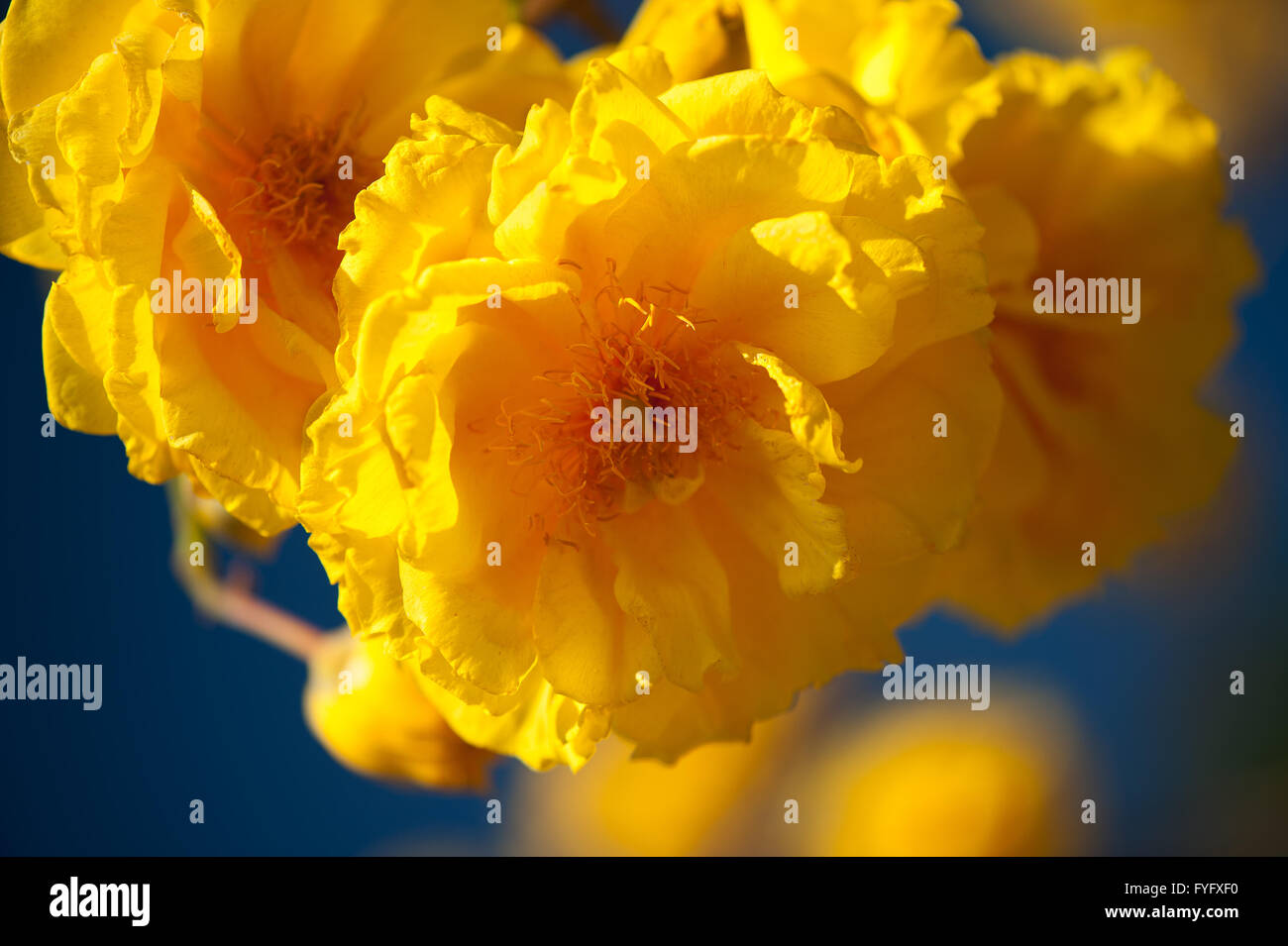 Large tropical yellow flowers hi-res stock photography and images - Alamy