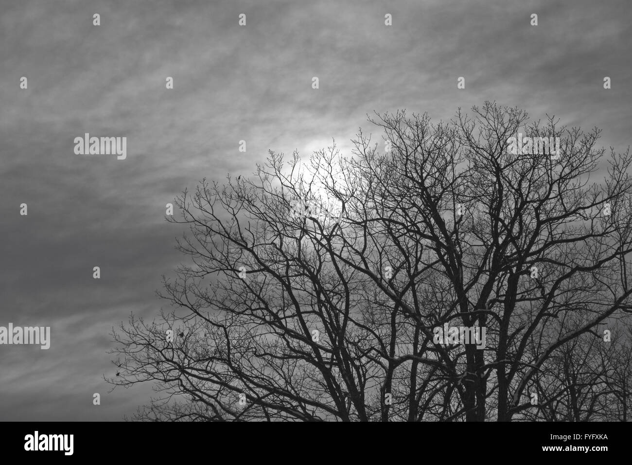 Moonlight through trees hi-res stock photography and images - Alamy