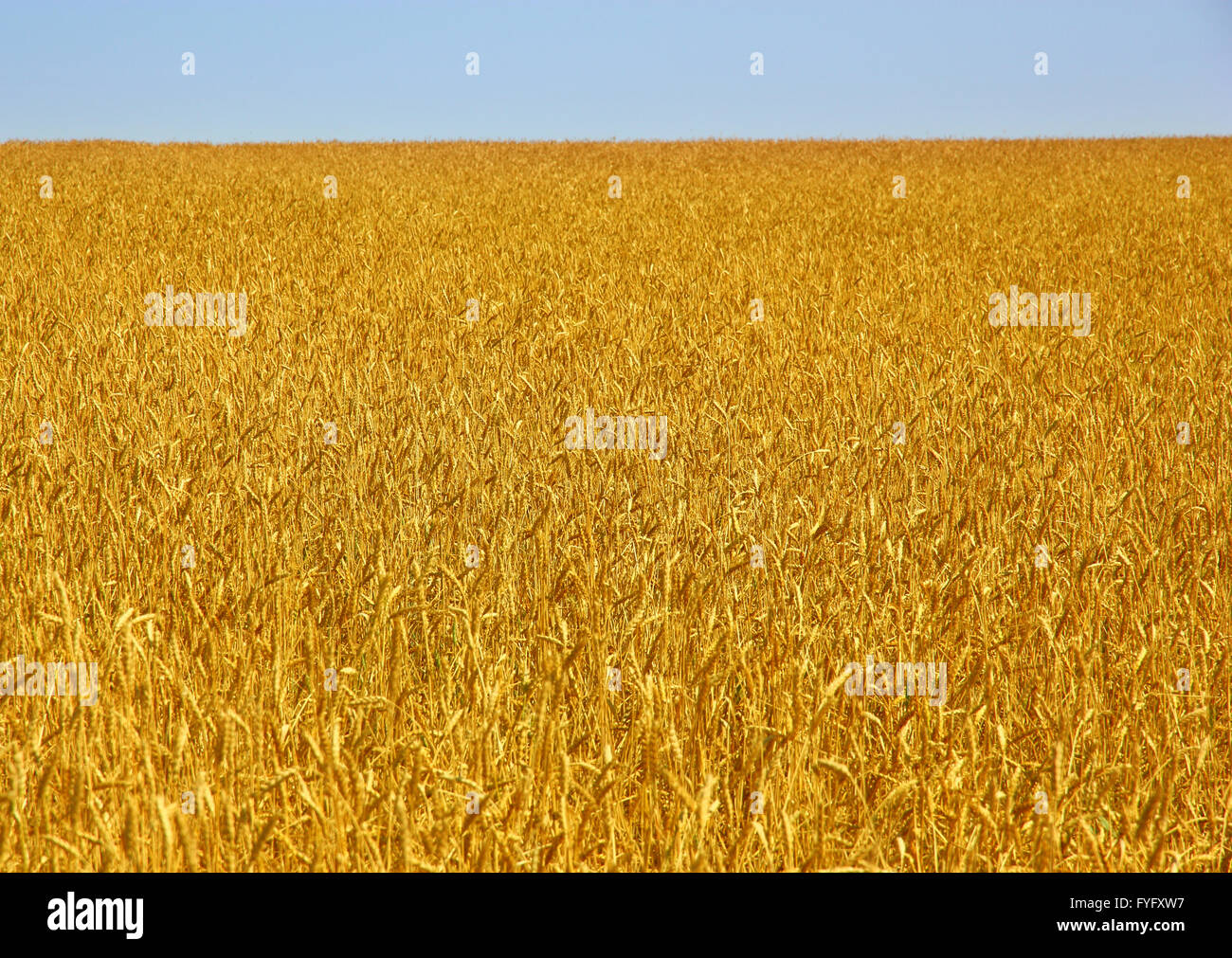 Yellow grain ready for harvest growing in a farm field Stock Photo - Alamy