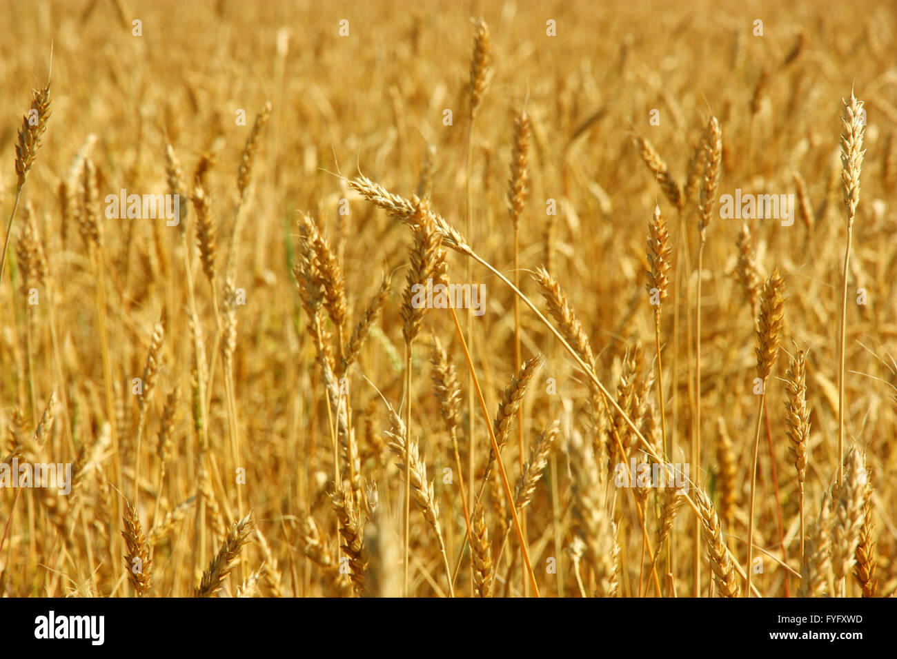 Yellow grain ready for harvest growing in a farm field Stock Photo - Alamy
