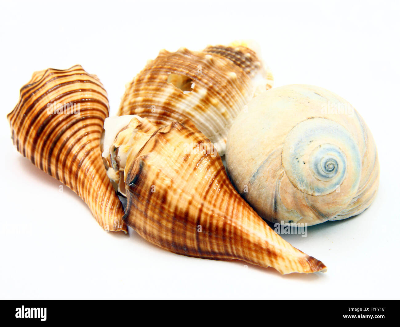 Sea shell with reflection on white background Stock Photo - Alamy