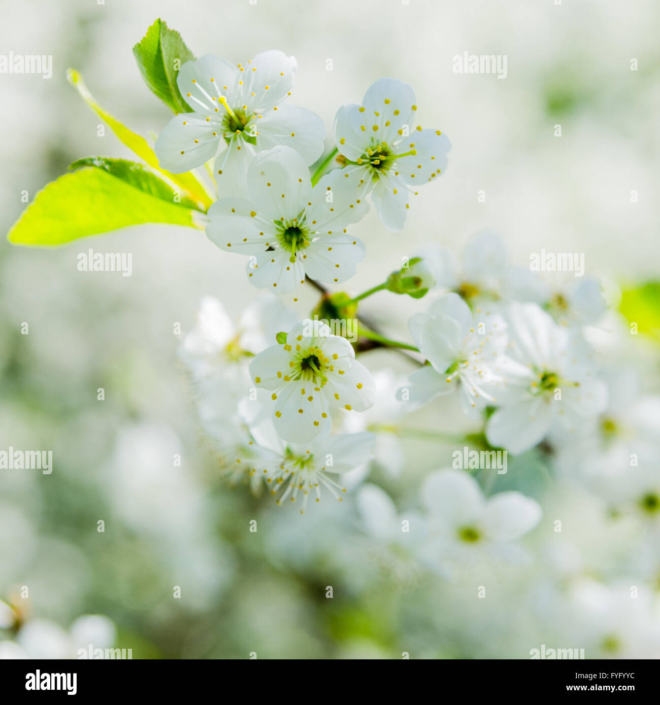 Blossoming branch of a cherry, close up. Note: Shallow depth of field ...