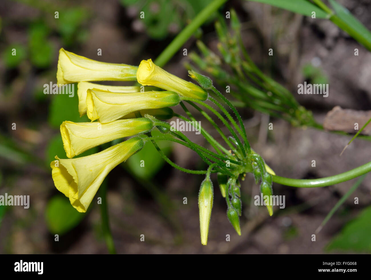 Bermuda Buttercup - Oxalis pes-caprae Early Morning before flowers open ...
