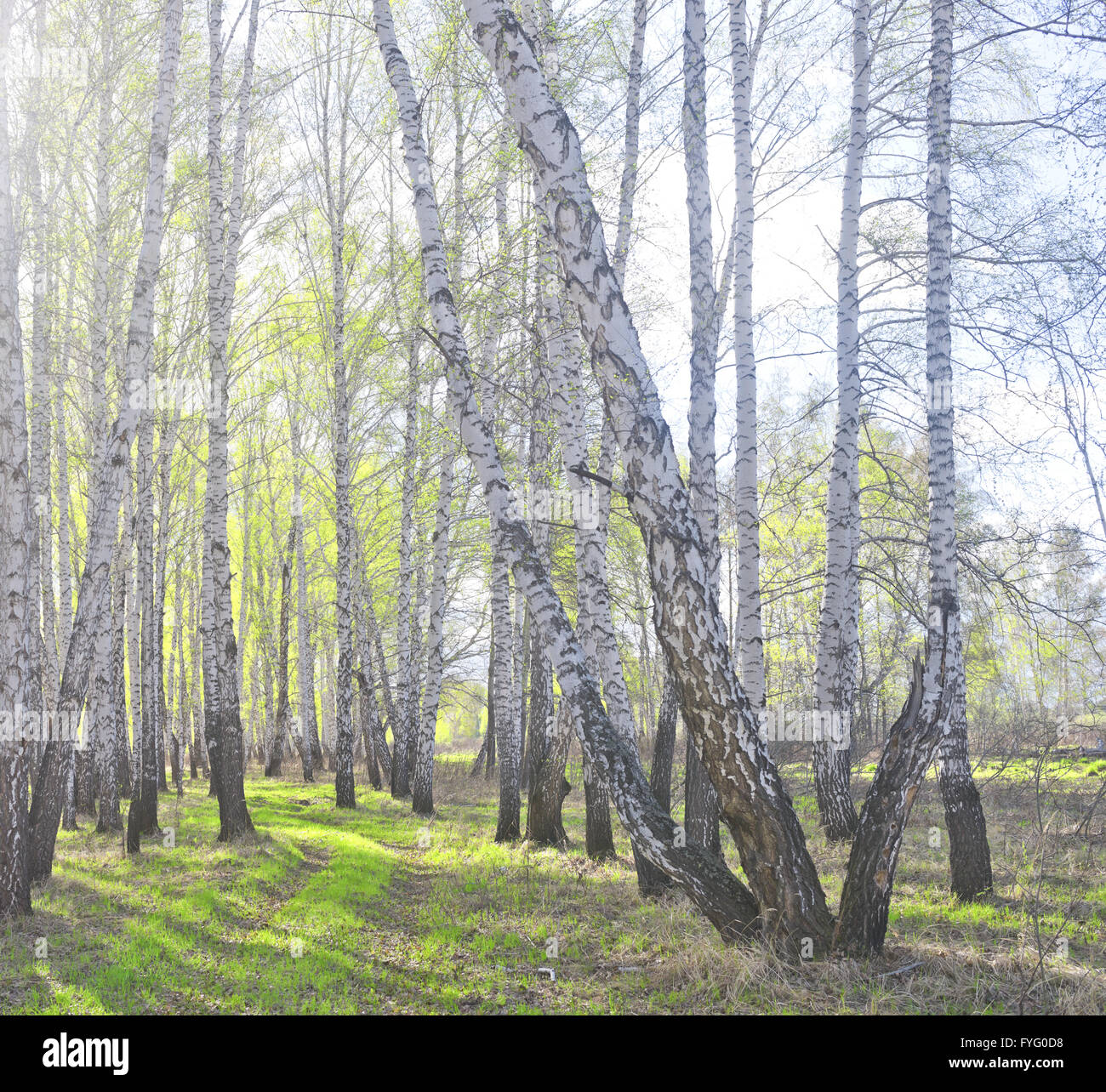 early spring birch forest against sun light Stock Photo - Alamy
