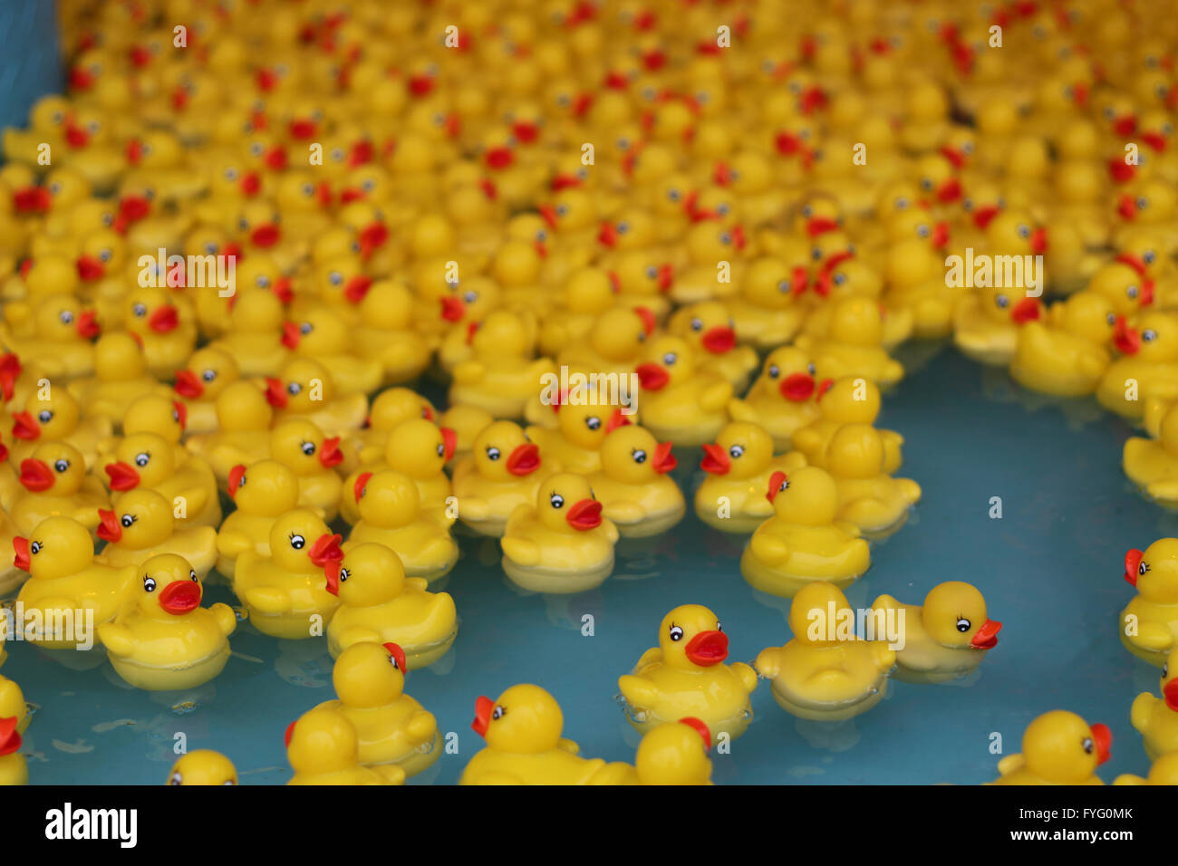 Catch ducks High Resolution Stock Photography and Images - Alamy
