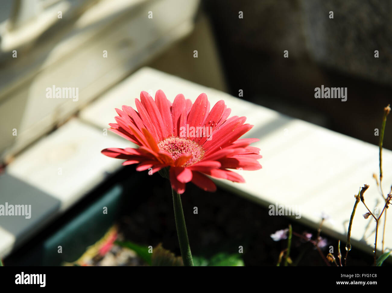 Gerbera daisy plant hi-res stock photography and images - Alamy