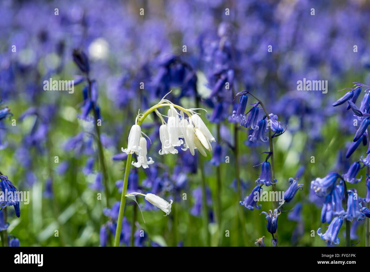 Bluebells albino blue white flora hi-res stock photography and images ...