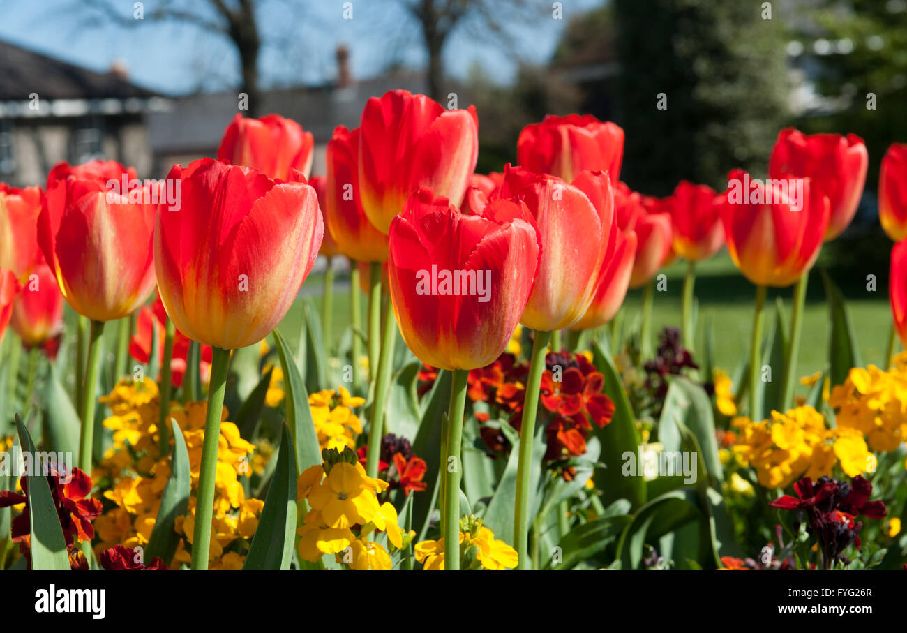 Beautiful red tulips in the garden sort daydream , on a spring time ...
