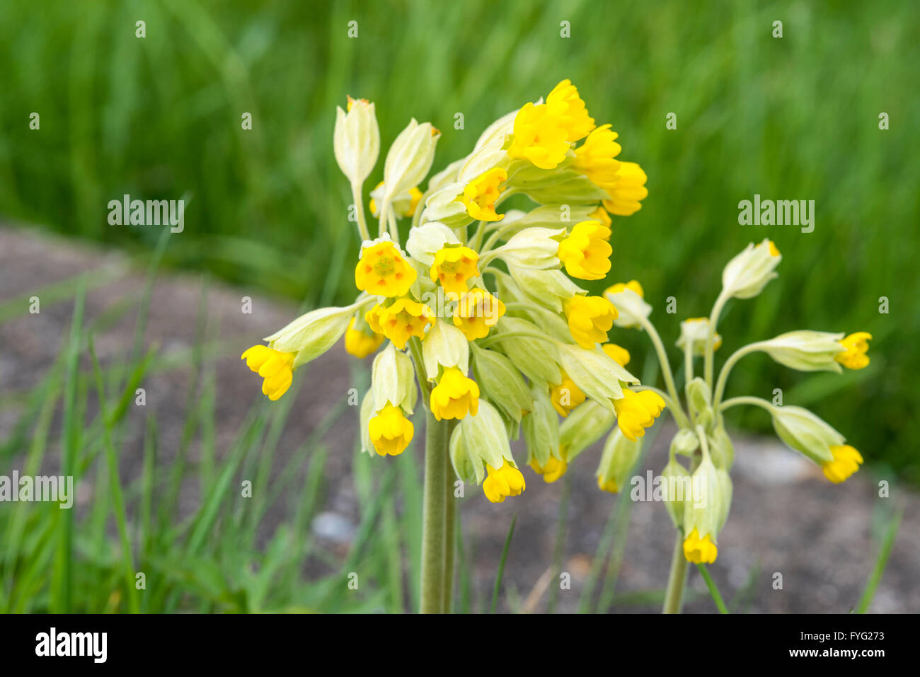 Flowers of Cowslip (Primula veris Stock Photo - Alamy