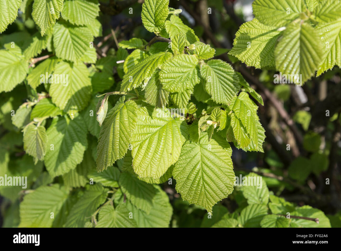 Hazel leaf uk hi-res stock photography and images - Alamy