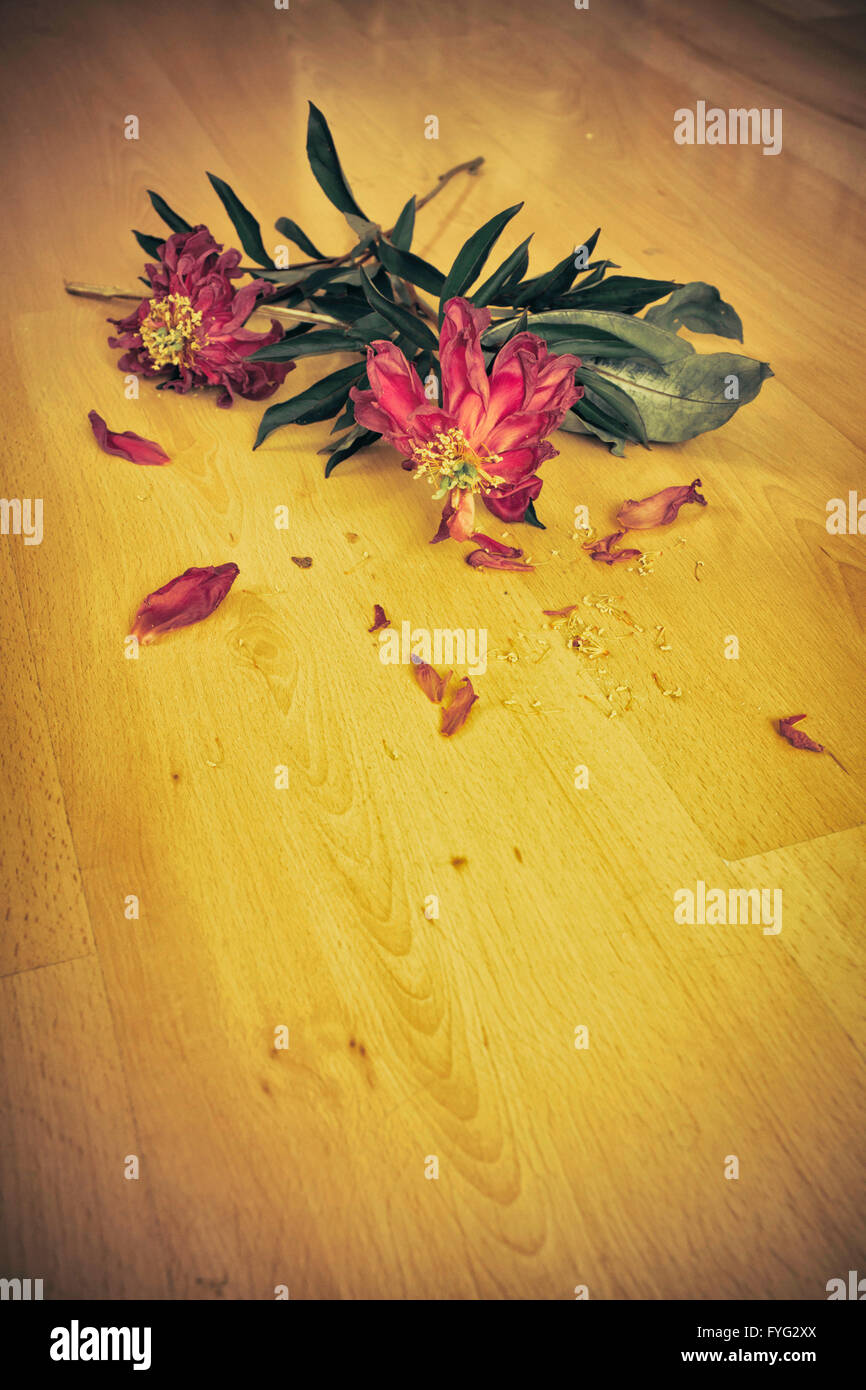two dead Peony flowers on the floor Stock Photo - Alamy