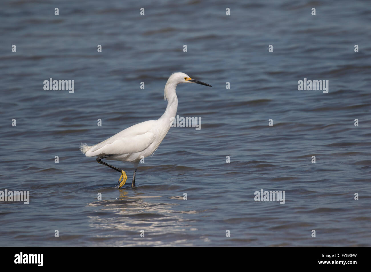 Egert hi-res stock photography and images - Alamy