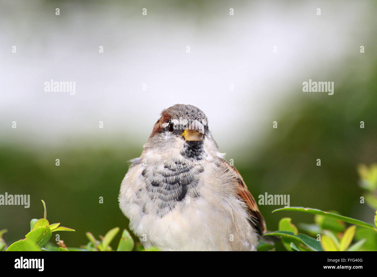 Sparrow eyes hi-res stock photography and images - Alamy