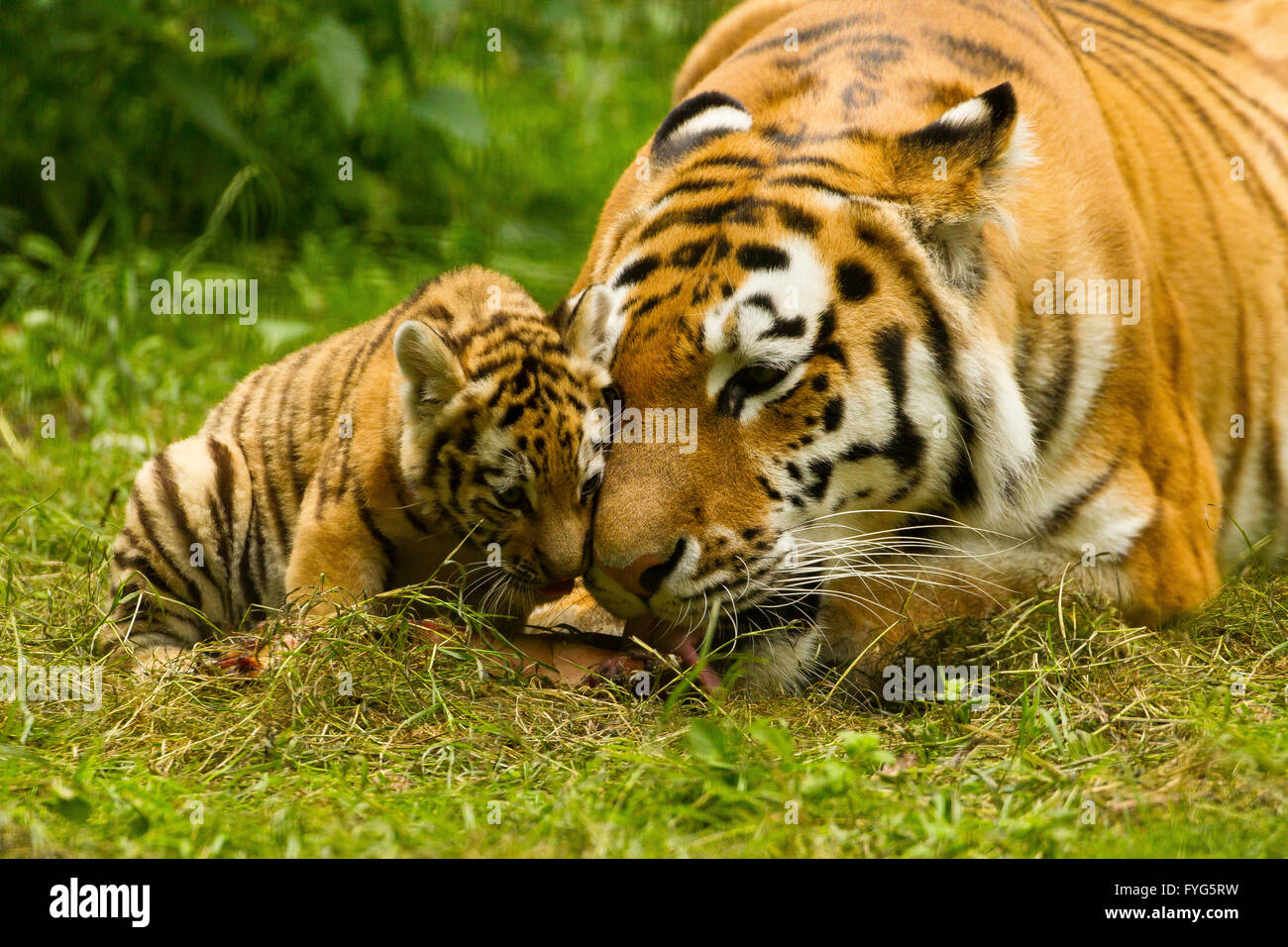 Siberian/Amur Tigers (Panthera Tigris Altaica) mother And Cub Feeding ...