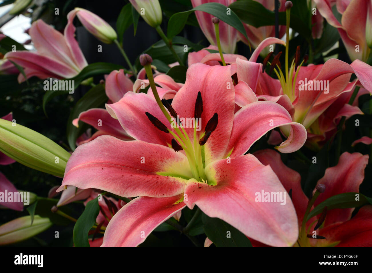 A Close up of the Pink Lily (Dalian) Flower on Display in the Plant ...