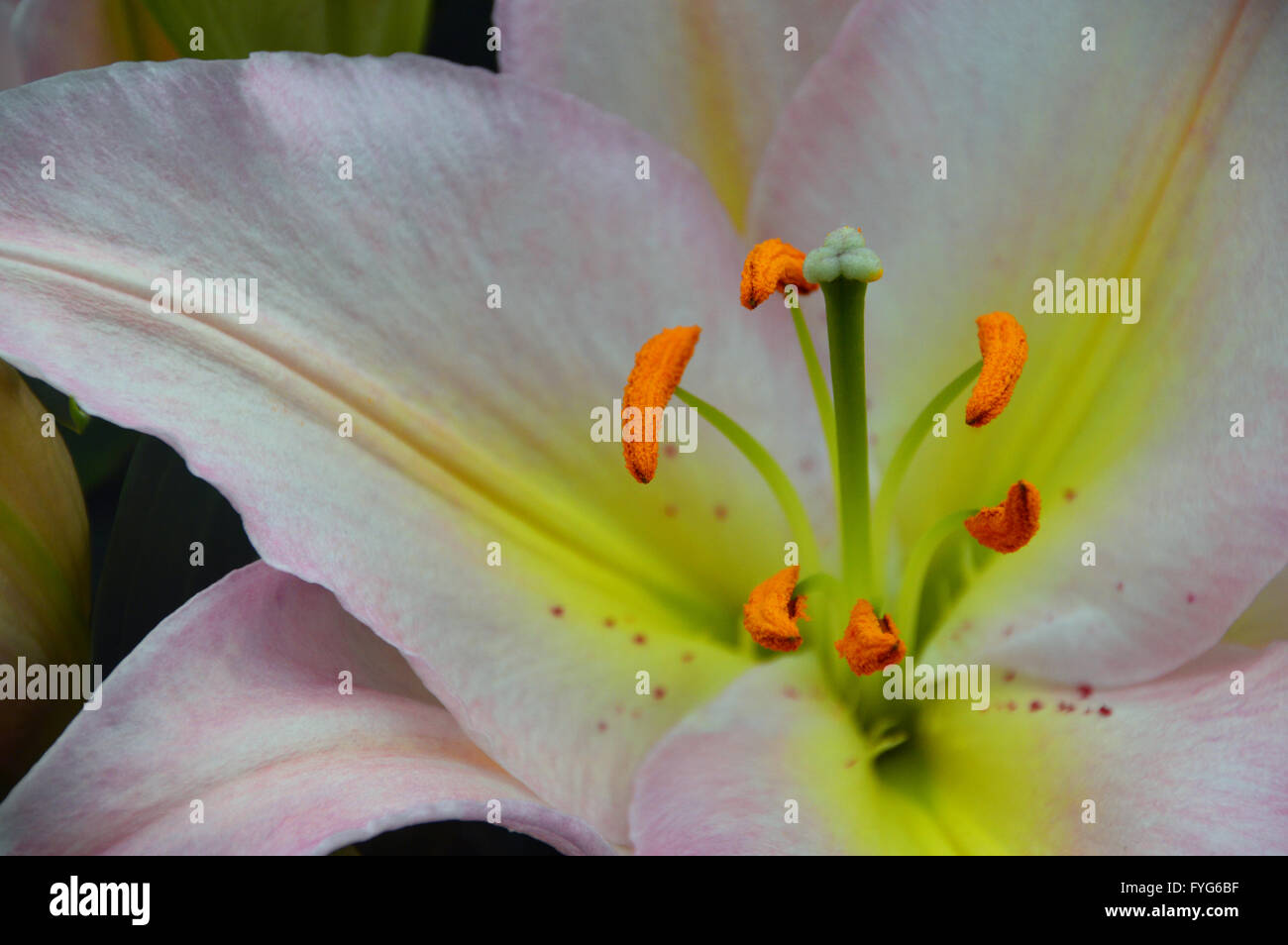 Lily fenice flower hi-res stock photography and images - Alamy