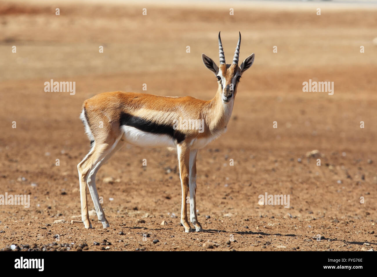 A graceful Gazelle Thomson with striped horns Stock Photo - Alamy
