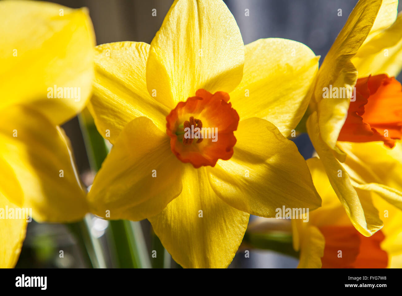 Indoor daffodils hi-res stock photography and images - Alamy