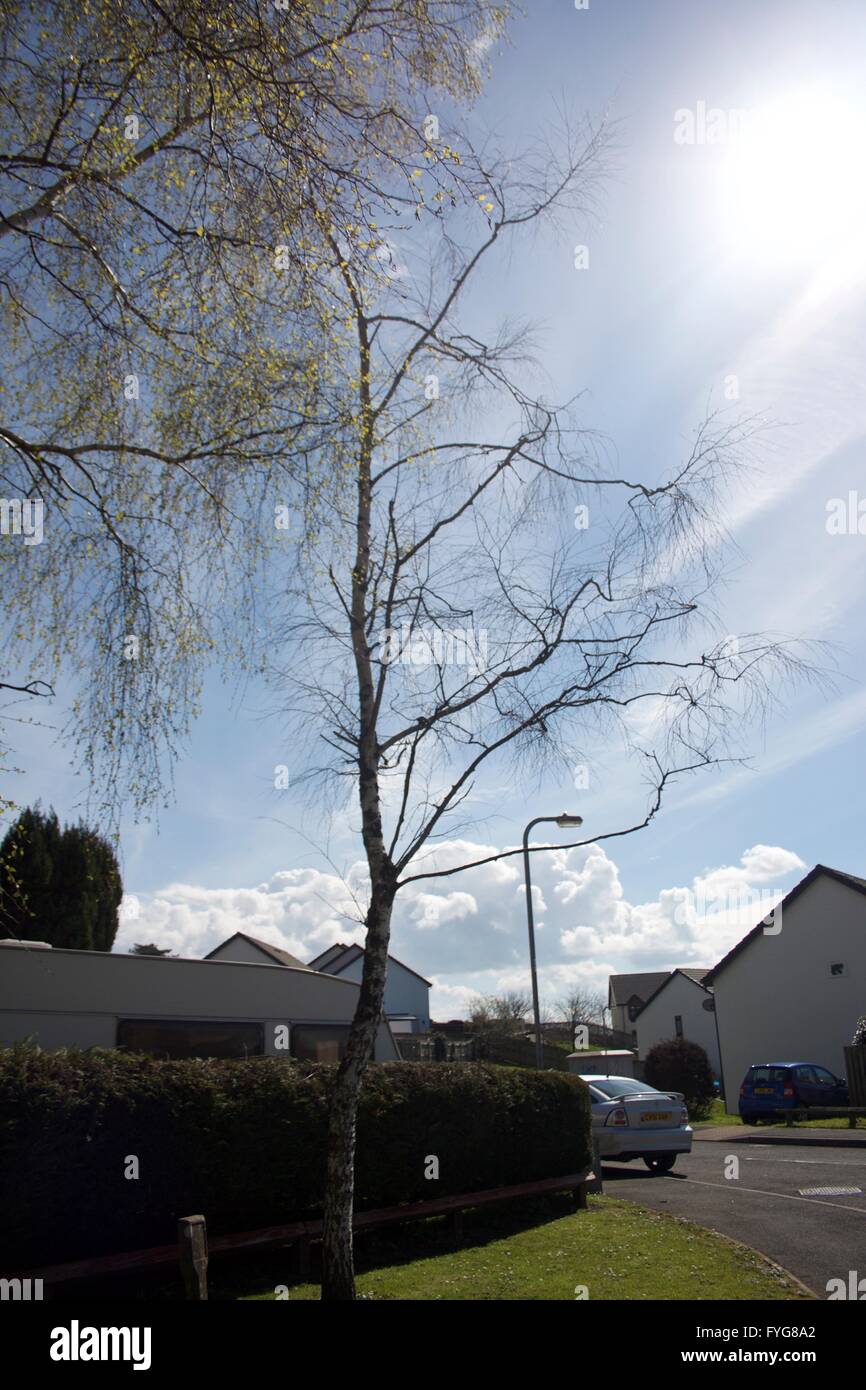 Trees and buildings Stock Photo - Alamy