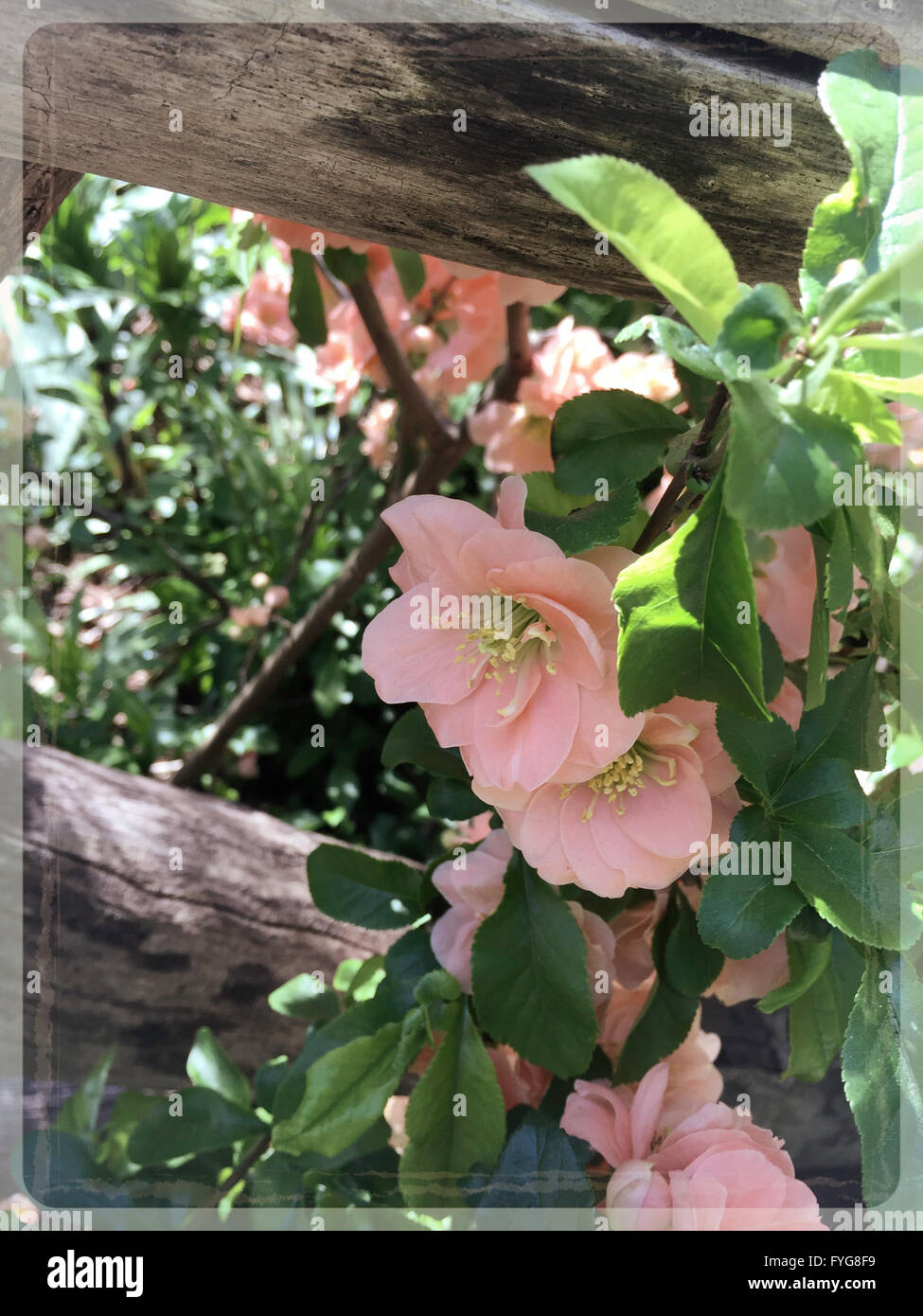 Flowering Quince Plants, Central Park, NYC Stock Photo - Alamy