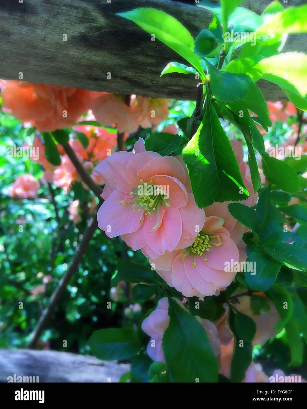 Flowering Quince Plants, Central Park, NYC Stock Photo - Alamy