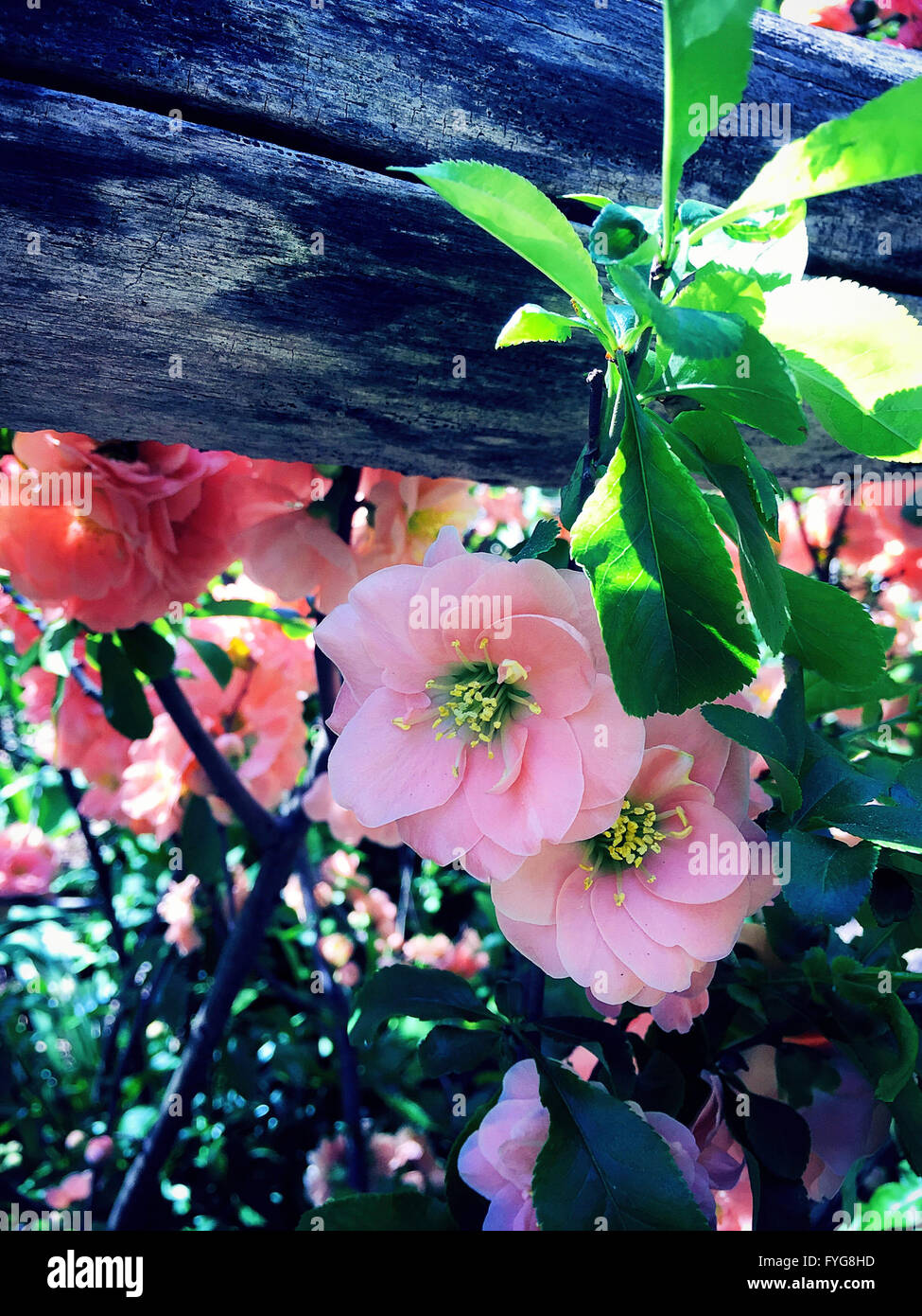 Flowering Quince Plants, Central Park, NYC Stock Photo - Alamy