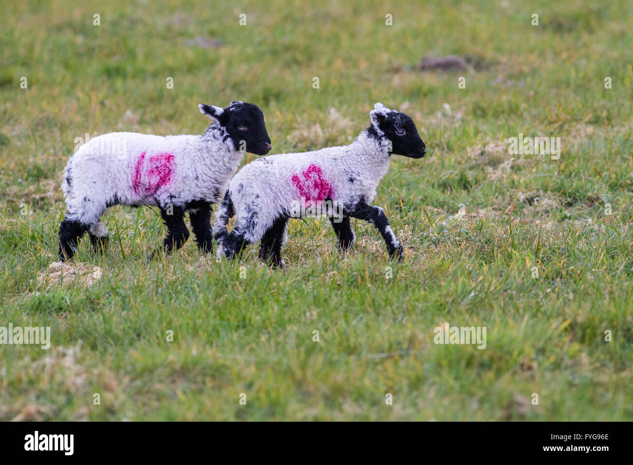 Swaledale ewe with lambs hi-res stock photography and images - Alamy