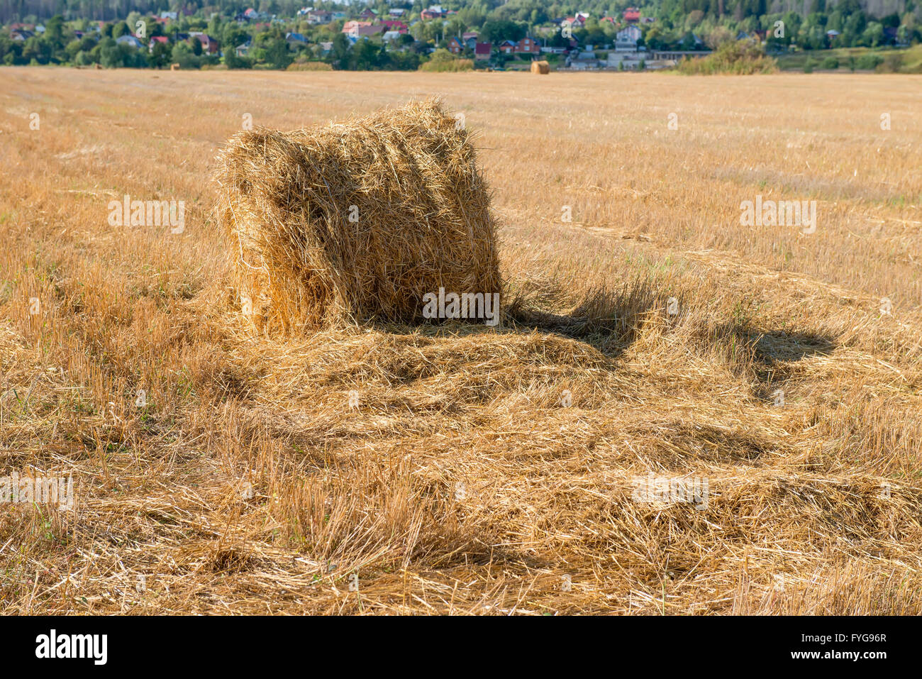 Harvested field with straw bales hay-roll in summer Stock Photo - Alamy