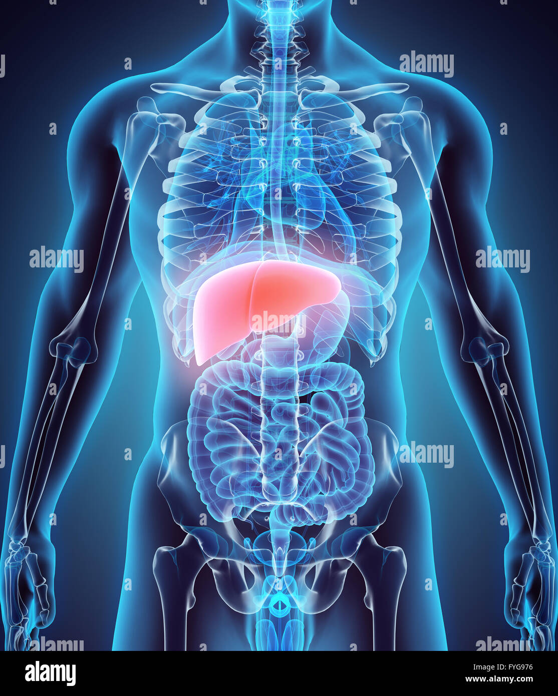 3D illustration of Liver - Part of Digestive System Stock Photo - Alamy