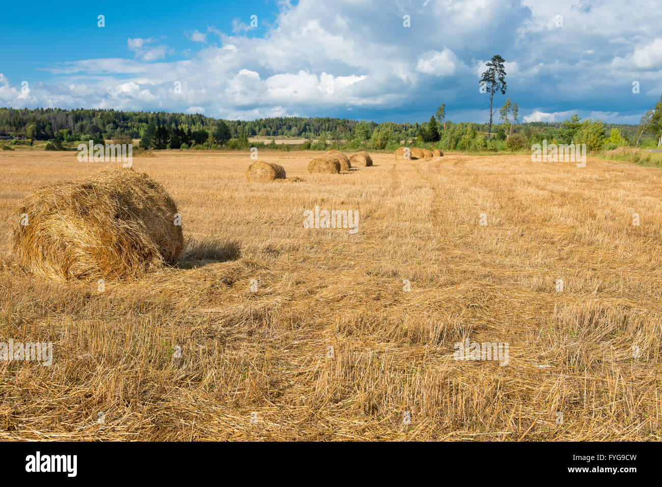Harvested field with straw bales hay-roll in summer Stock Photo - Alamy