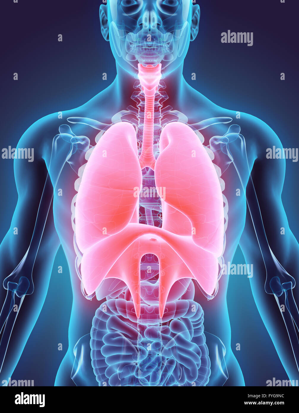 Respiratory System Animation
