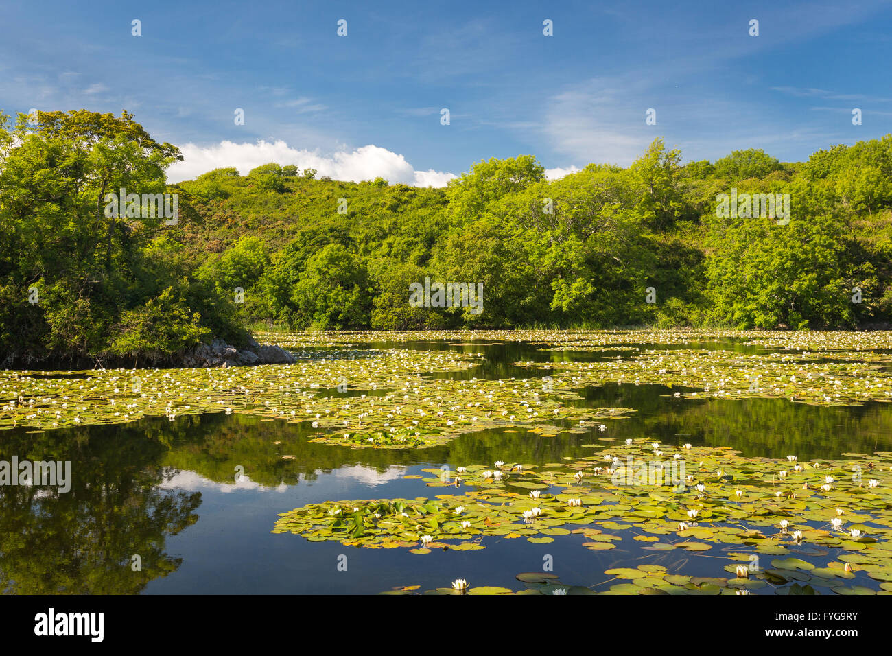 Lily ponds hi-res stock photography and images - Alamy