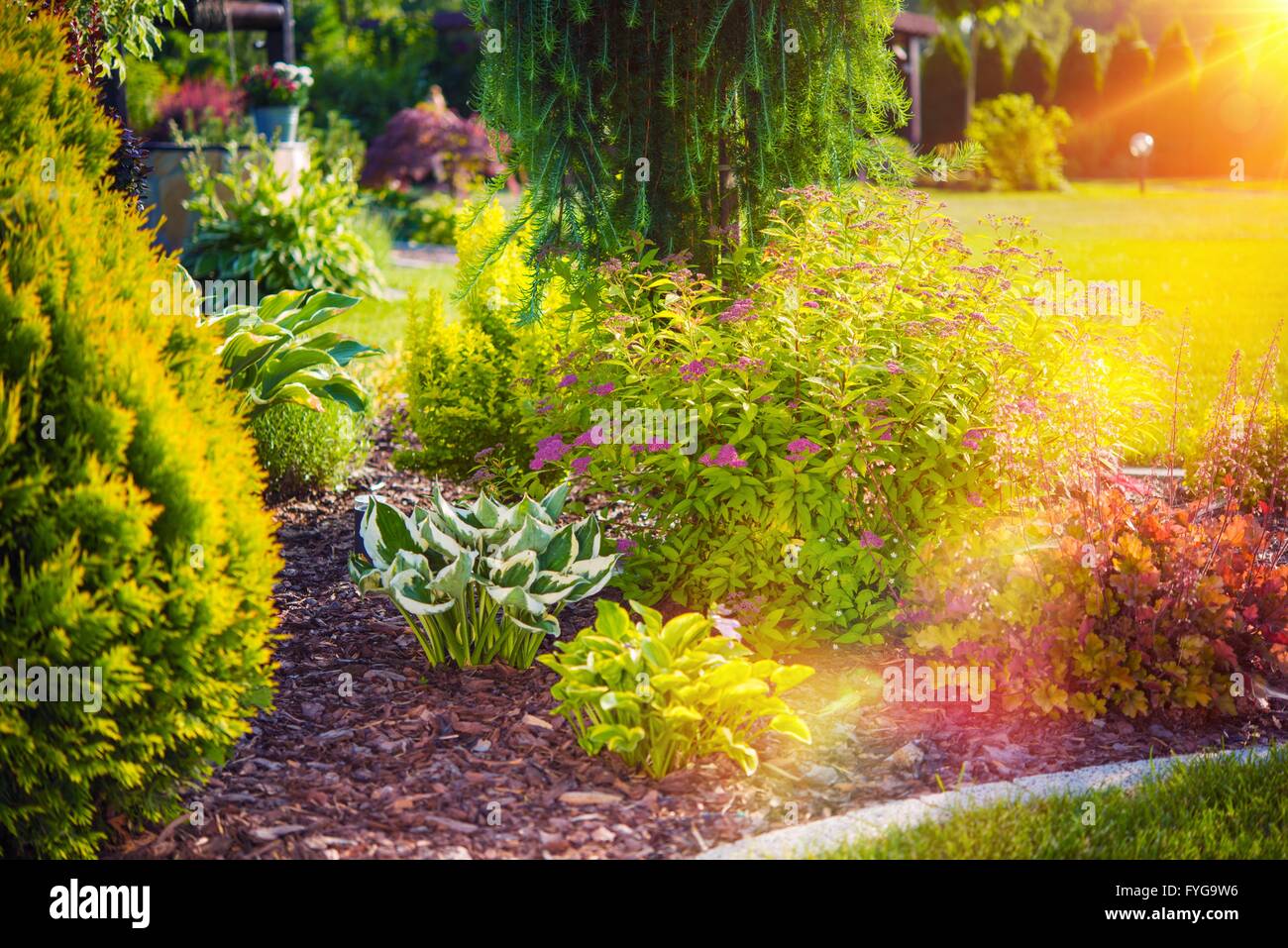 garden, gardening, backyard, plant, plants, yard, summer, lawn, field ...