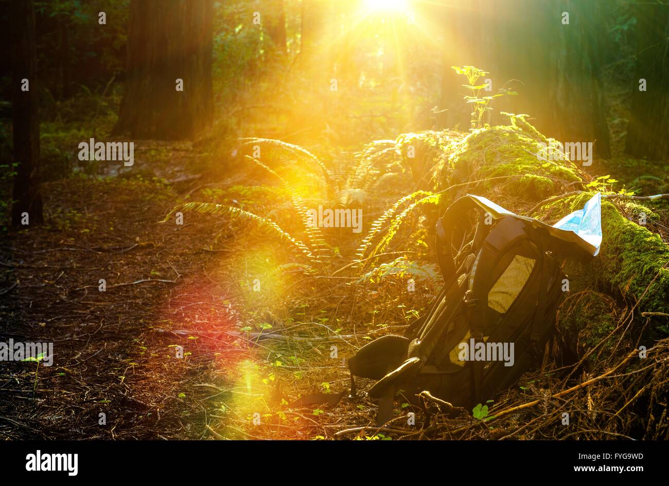 Travel Backpack and Map in the Forest. Summer Hiking Concept Photo ...
