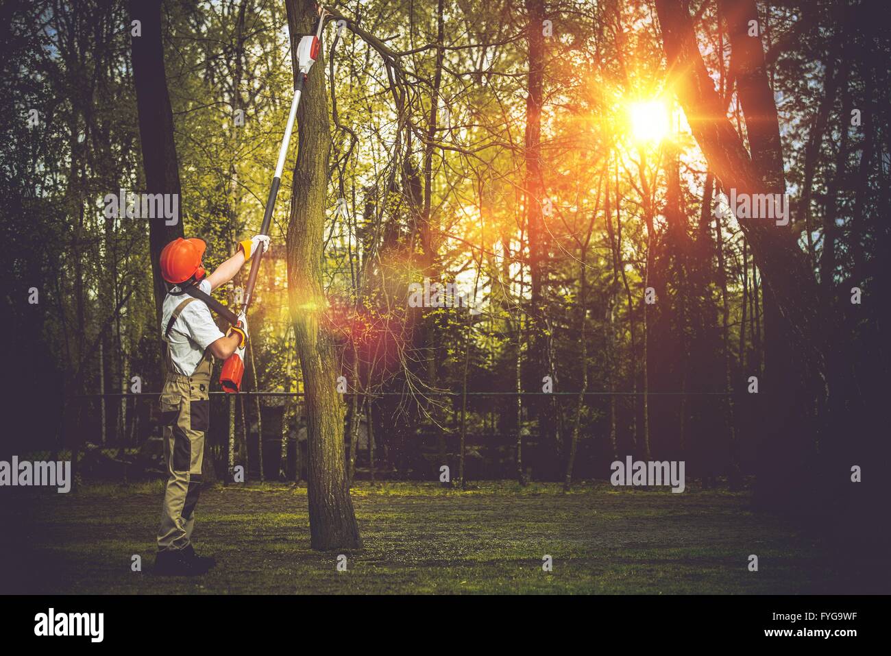 Unsafe tree hi-res stock photography and images - Alamy