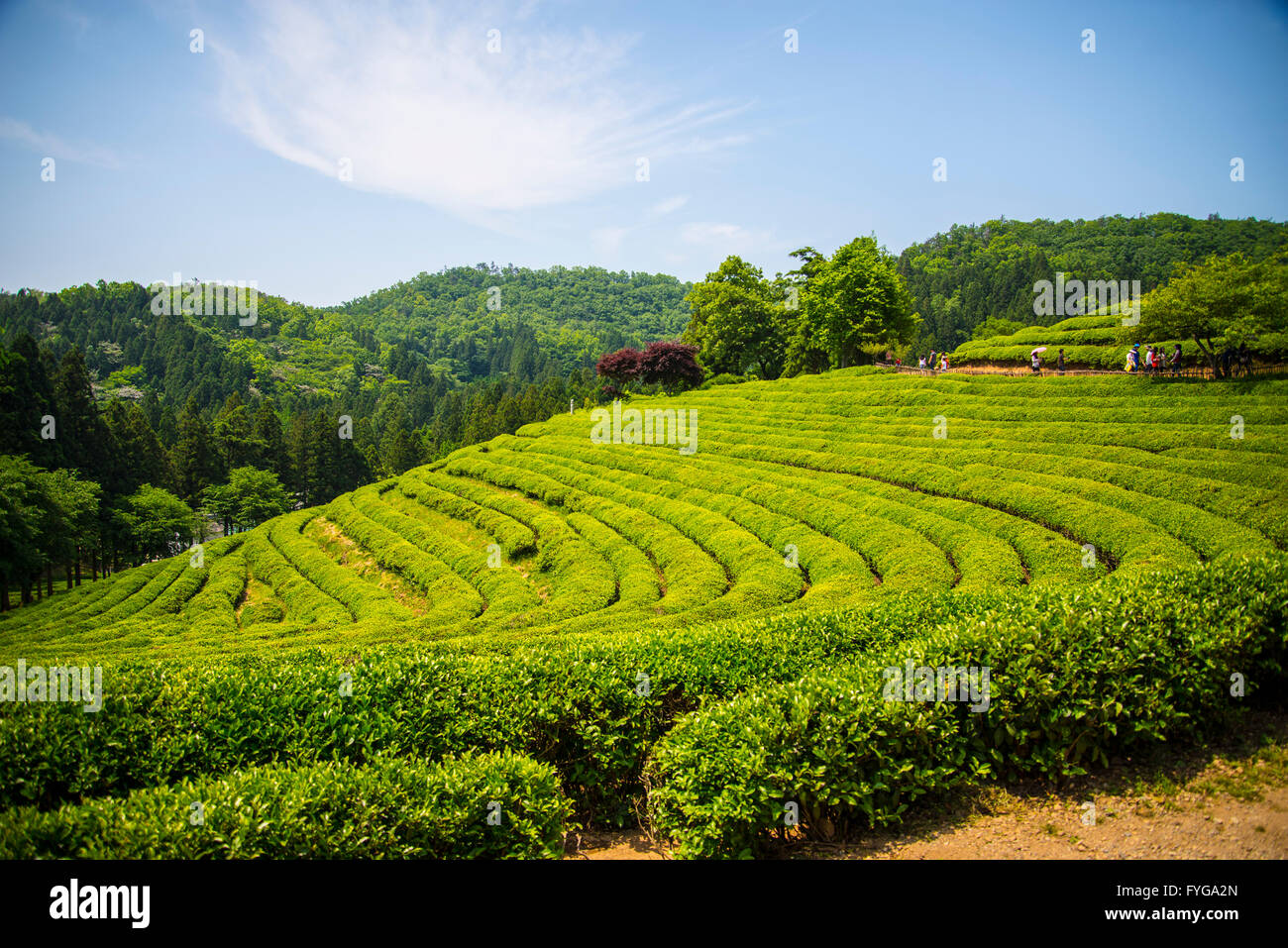 green tea farm Stock Photo - Alamy
