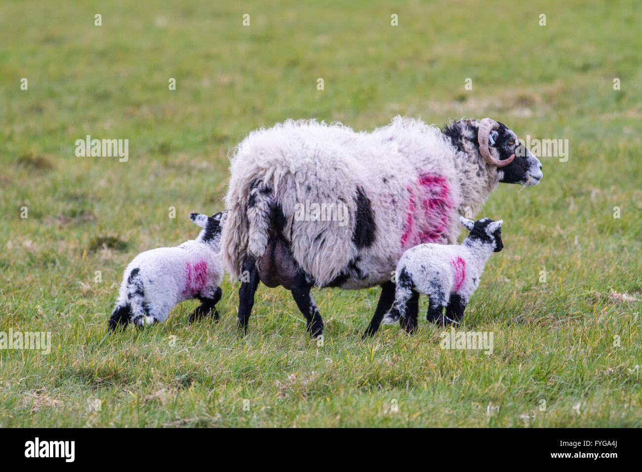 Mother ewe Swaledale sheep with twin lambs in a field. Female swaledale ...