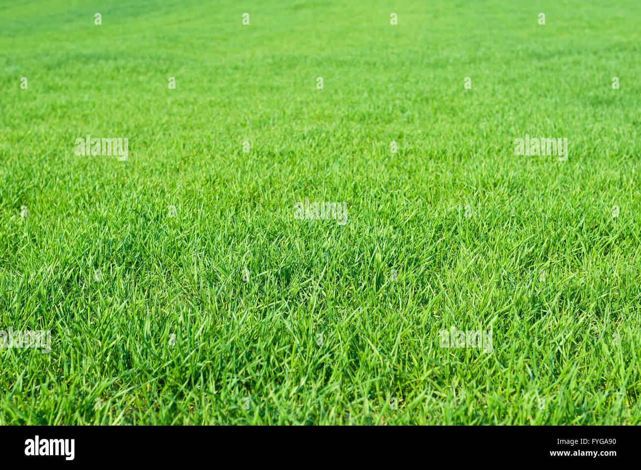 Spring texture hi-res stock photography and images - Alamy