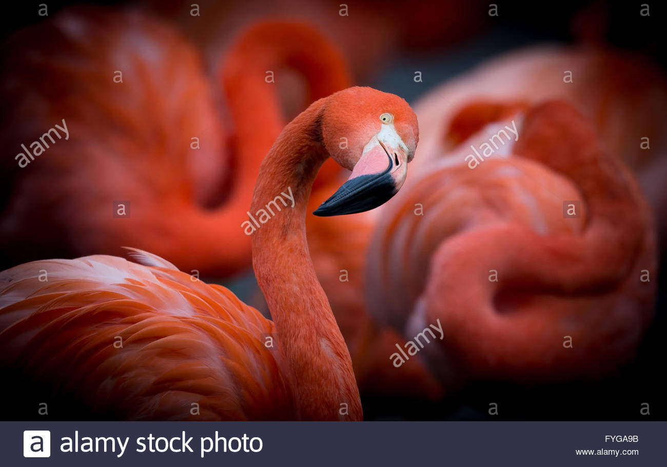 Flamingo Stock Photos & Flamingo Stock Images - Alamy