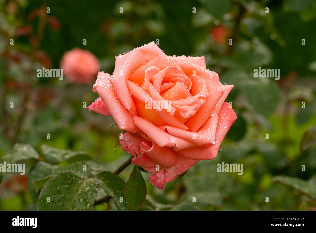 Salmon roses hi-res stock photography and images - Alamy