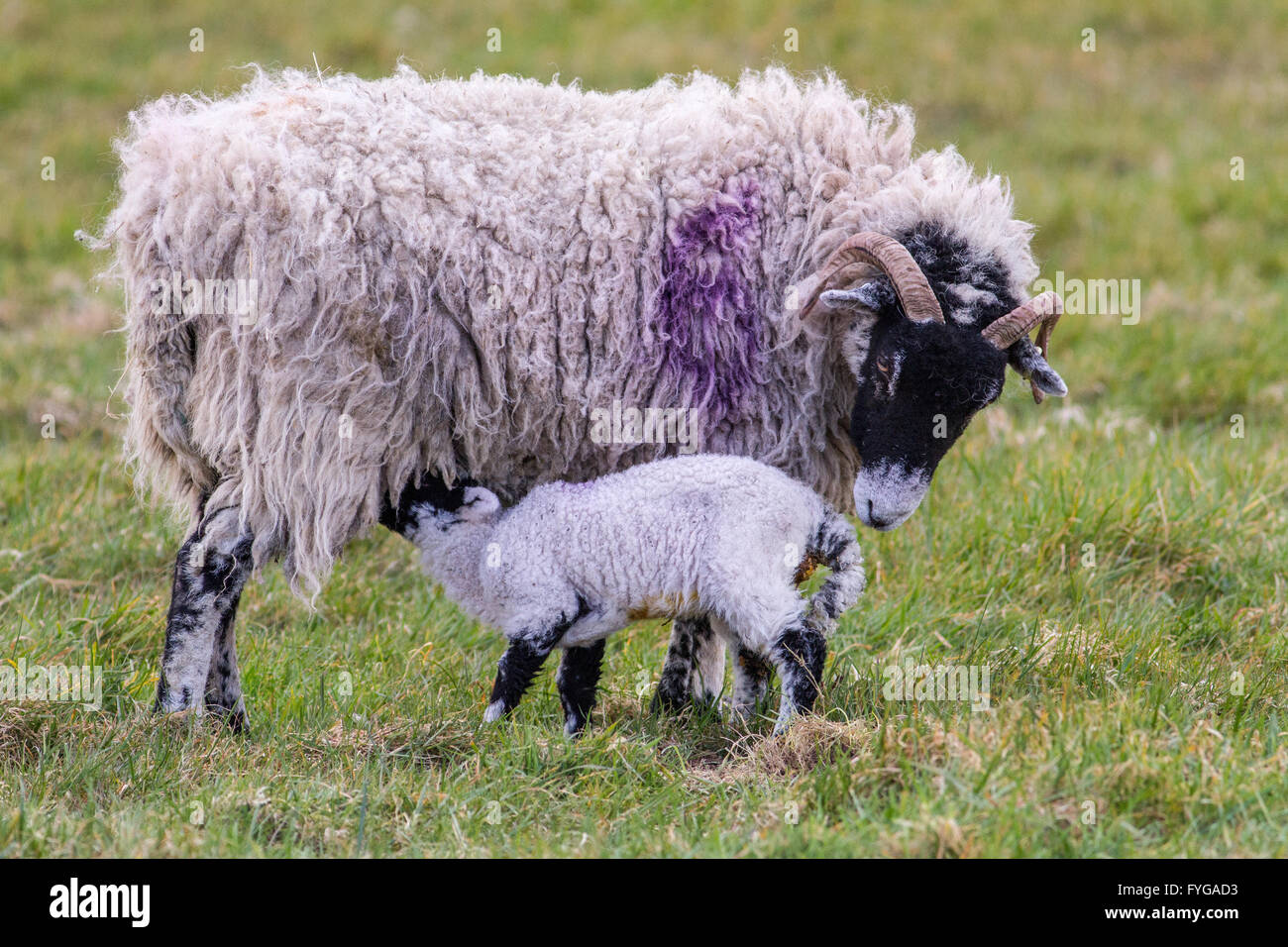 Swaledale Mother Sheep High Resolution Stock Photography and Images - Alamy