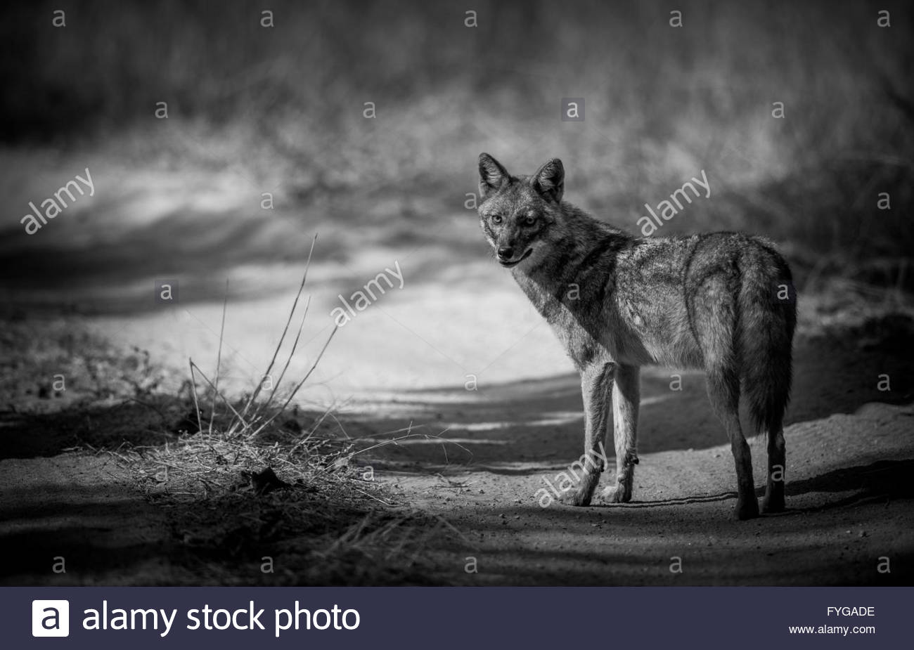 Indian Jackal Stock Photos & Indian Jackal Stock Images - Alamy