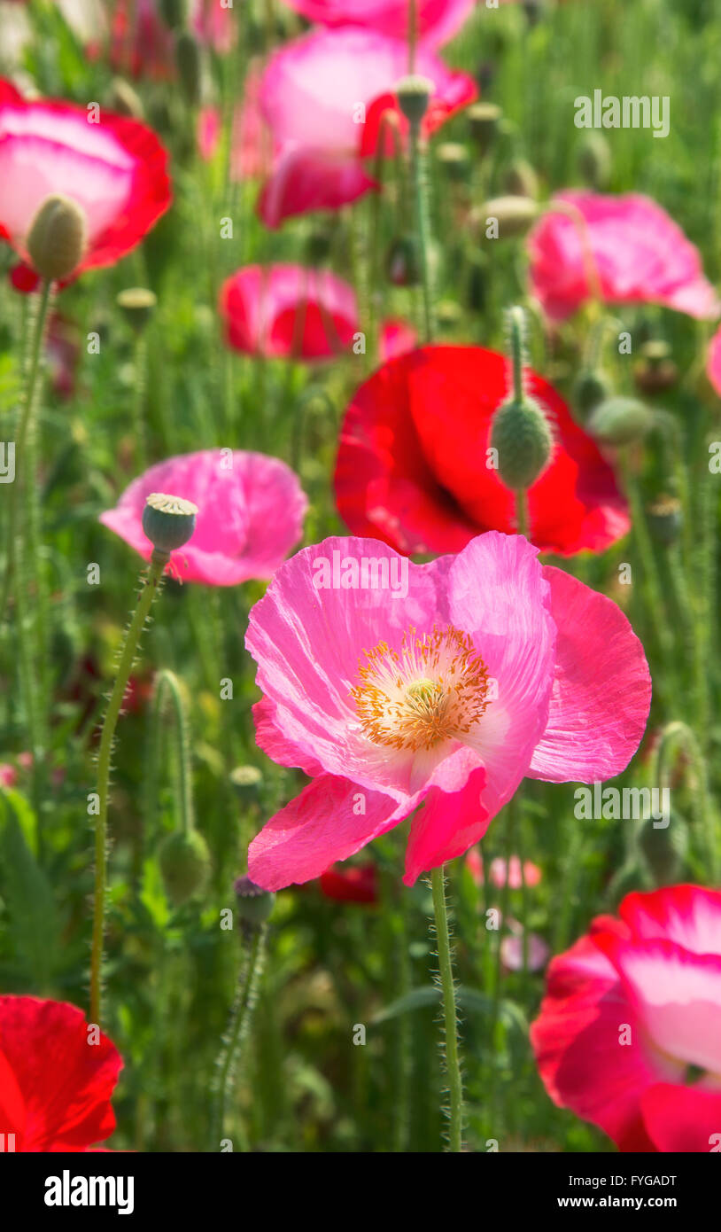 Red and pink poppy hi-res stock photography and images - Alamy