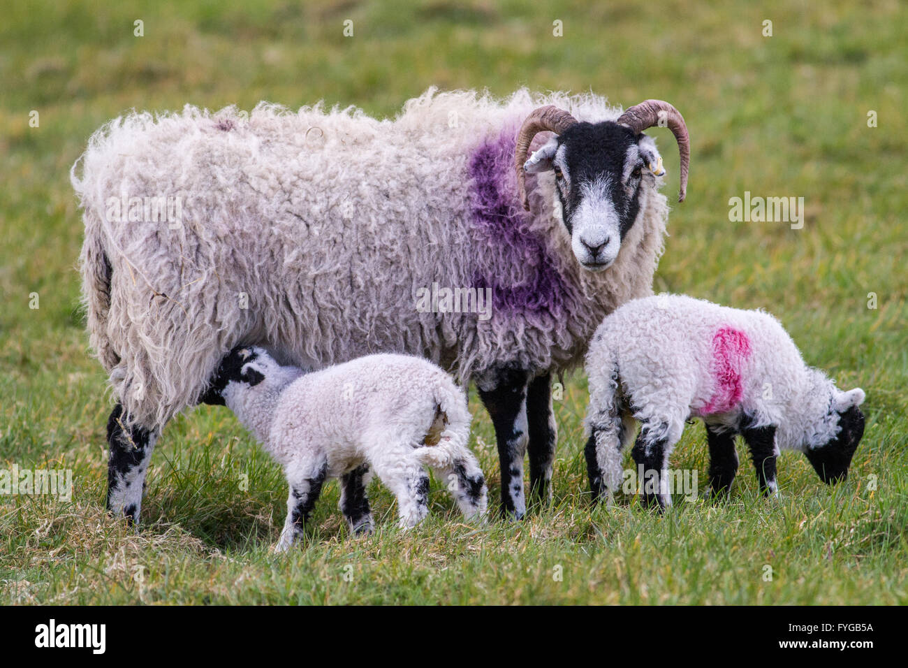 Mother ewe Swaledale sheep with lambs in a field. Female swaledale ...