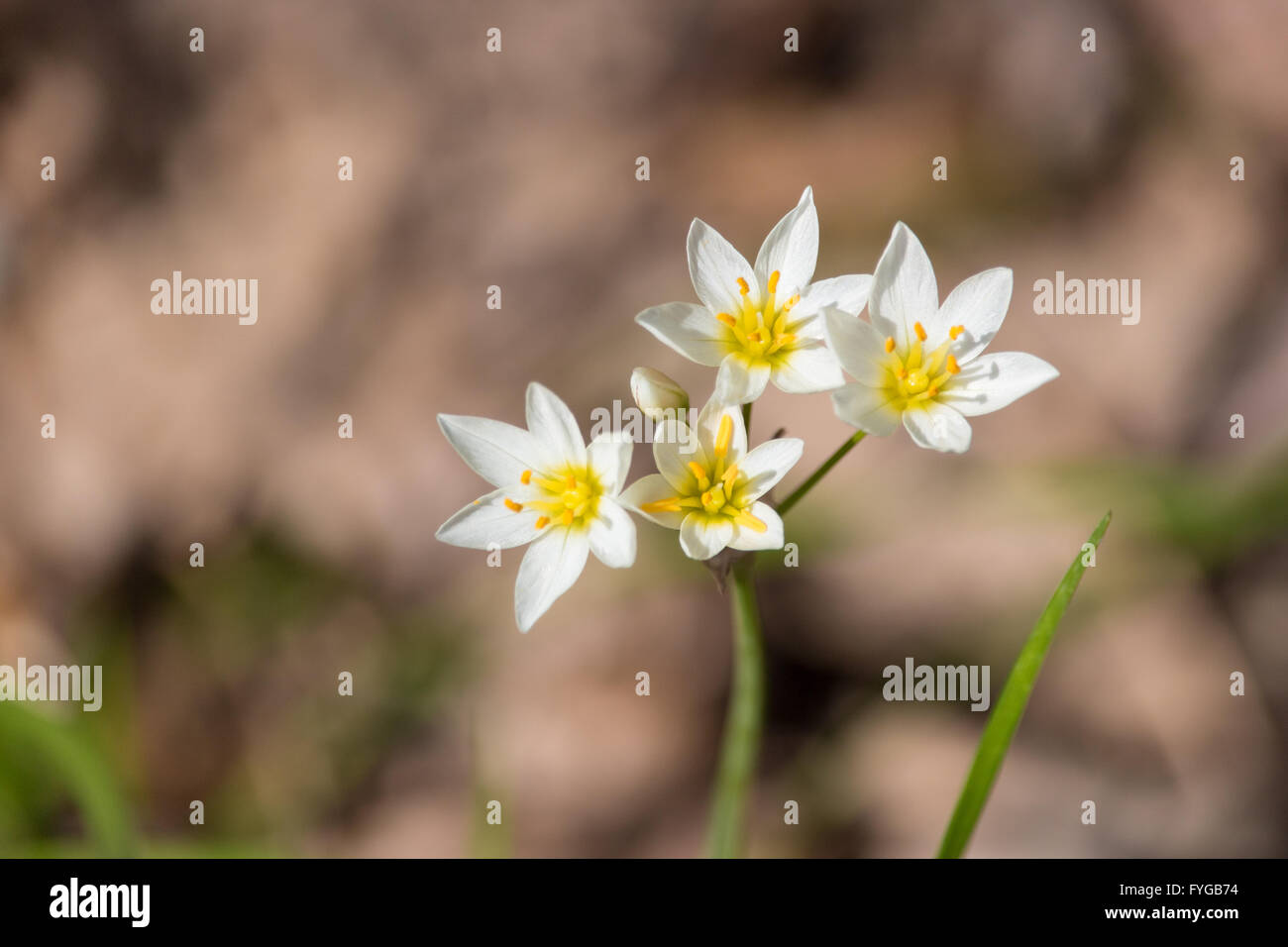 False garlic flowers hi-res stock photography and images - Alamy